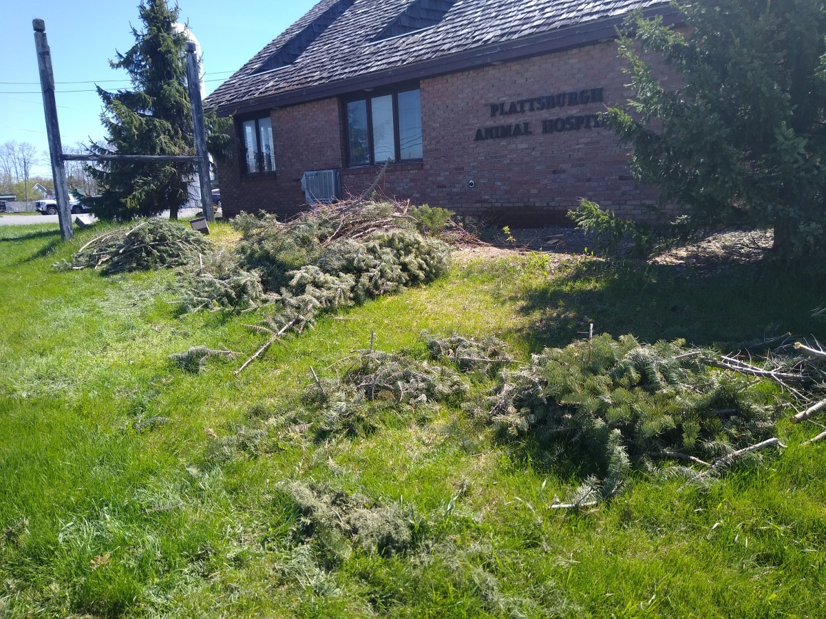 Making progress at the new building – Cats Rescue and Adoption Services